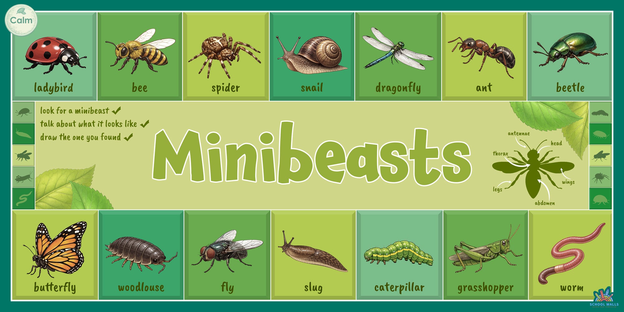 Minibeasts Learning Board for EYFS, KS1 and KS2 – School Walls